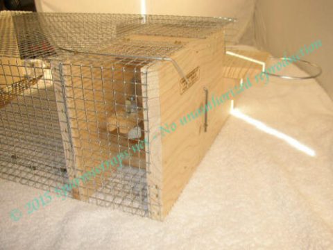 The Trap - SparrowTraps.net